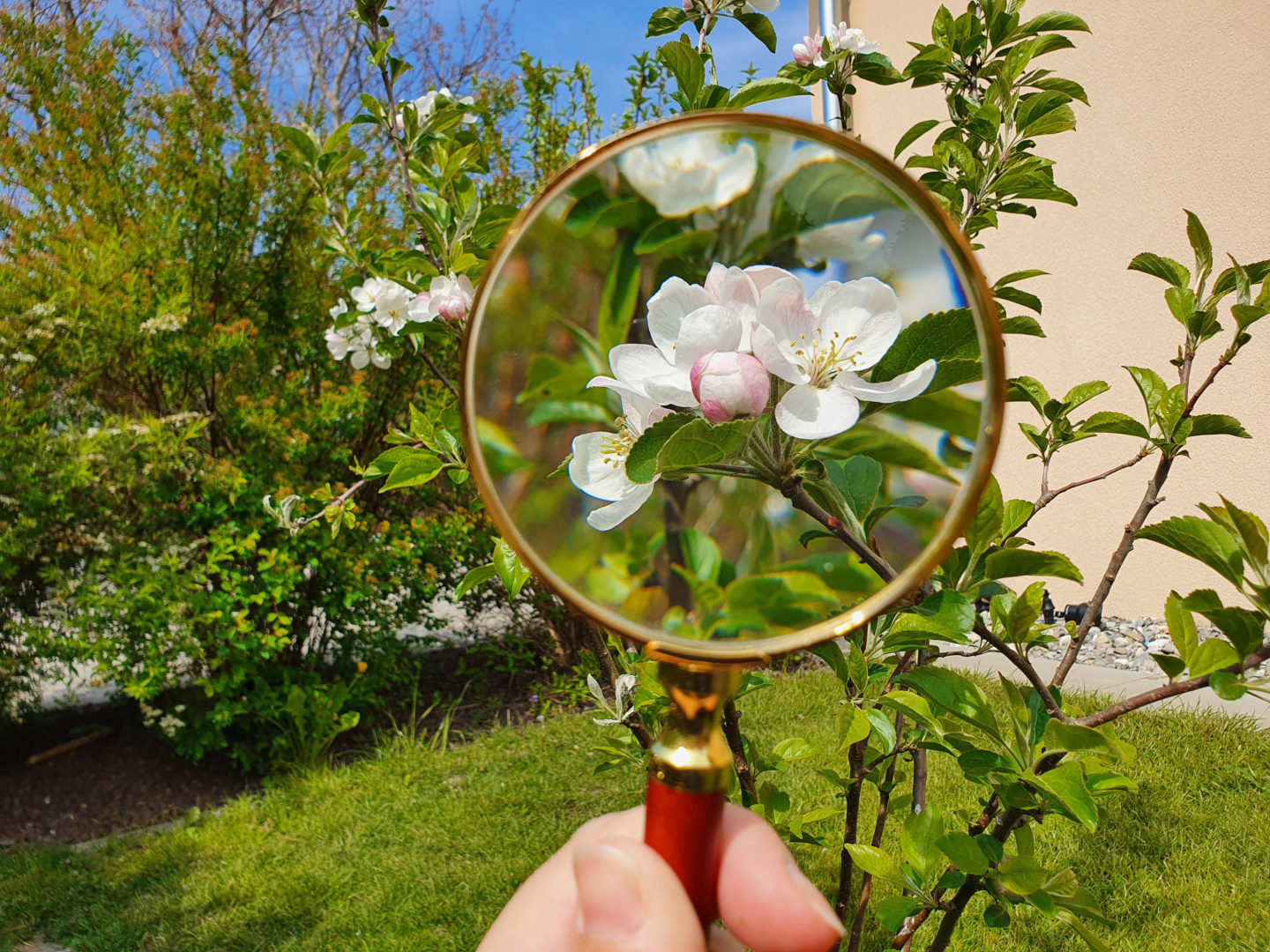 Die besten Lupen für Kinder - Test - Kleine Detektive